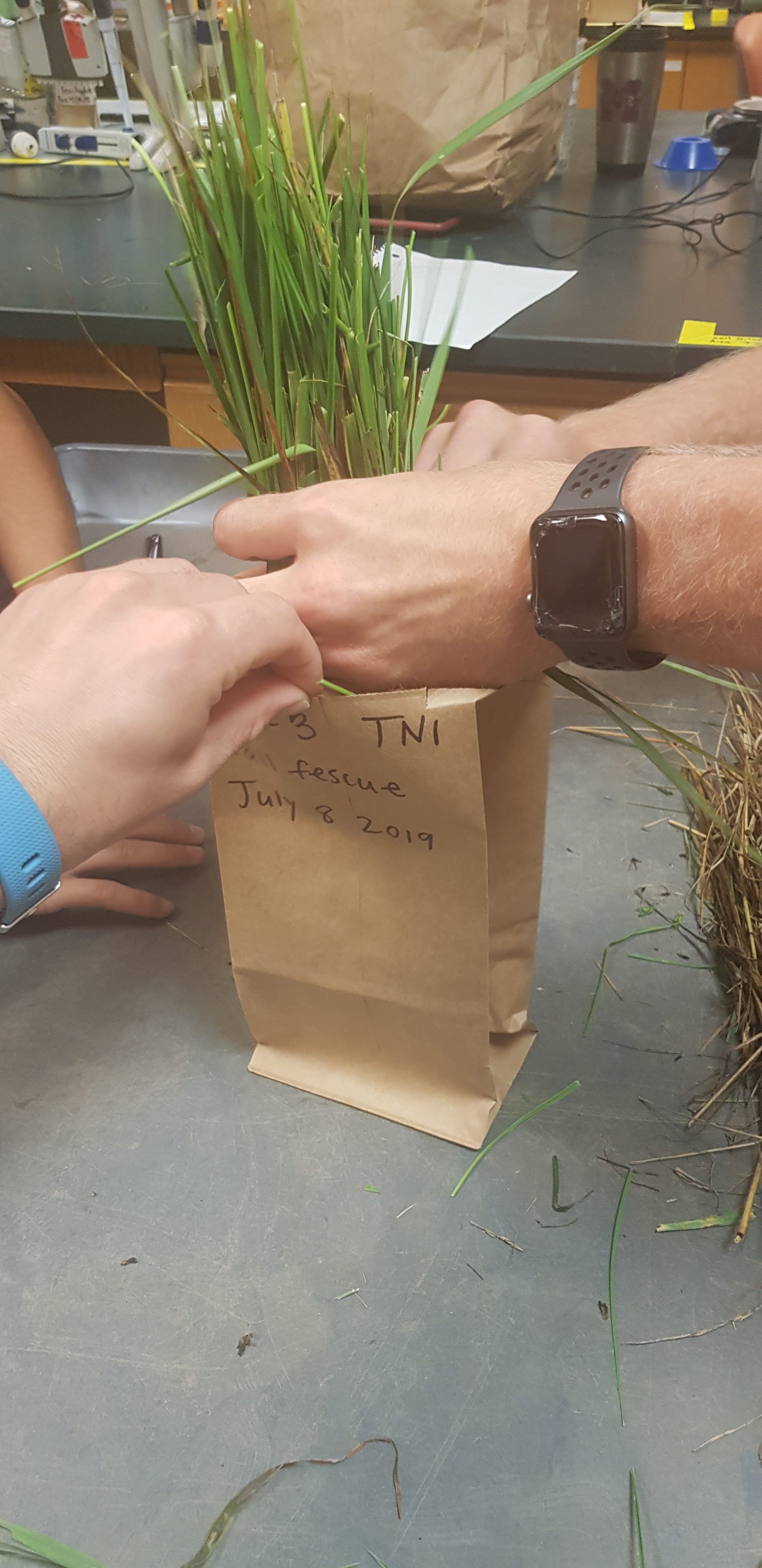 Forage preparation – David Farrell