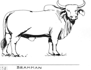 Bos Taurus Taurus vs Bos Indicus Taurus – meat quality and efficacy ...