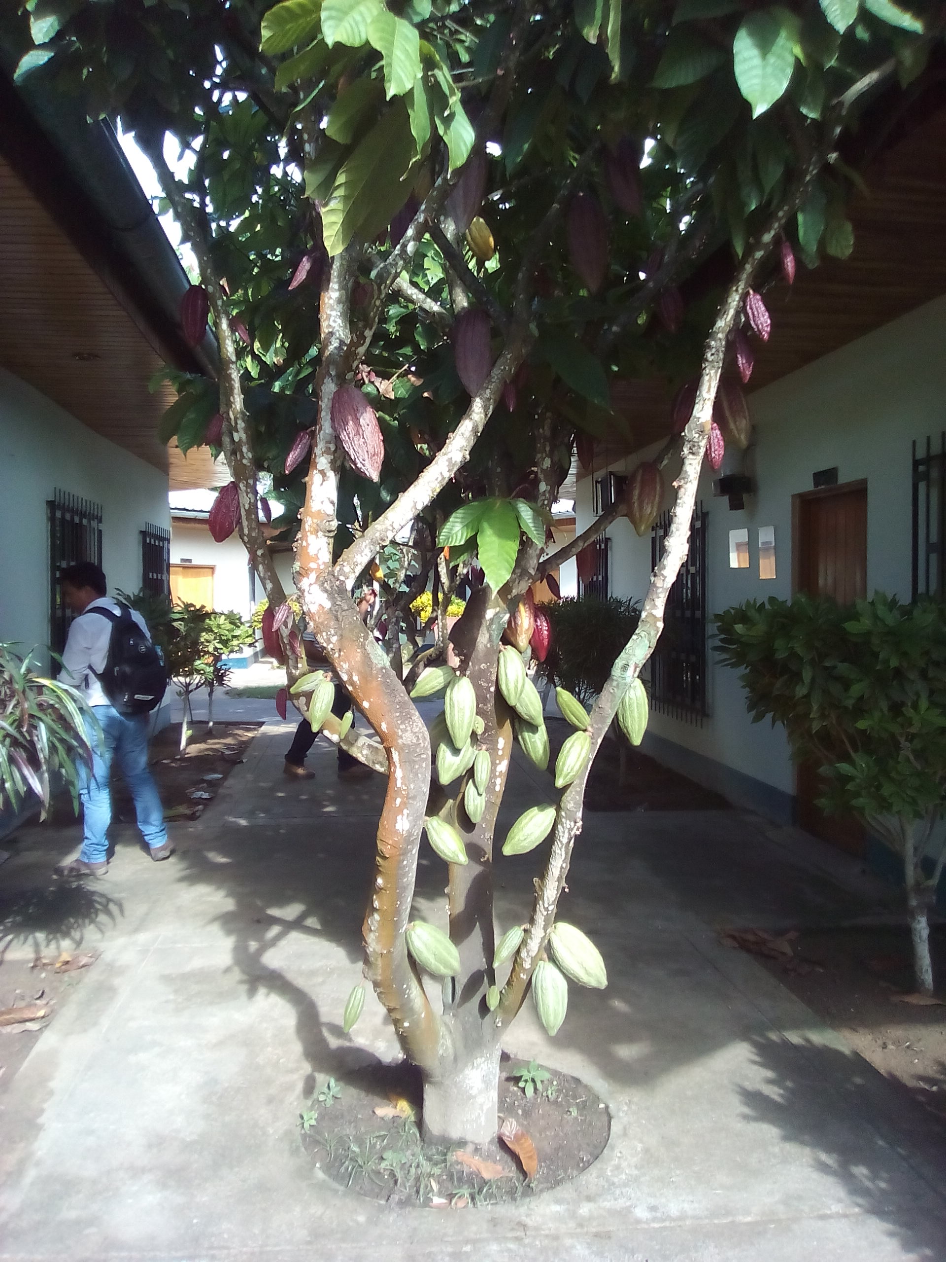 Cacao Production in Peru – Climate Smart Cacao