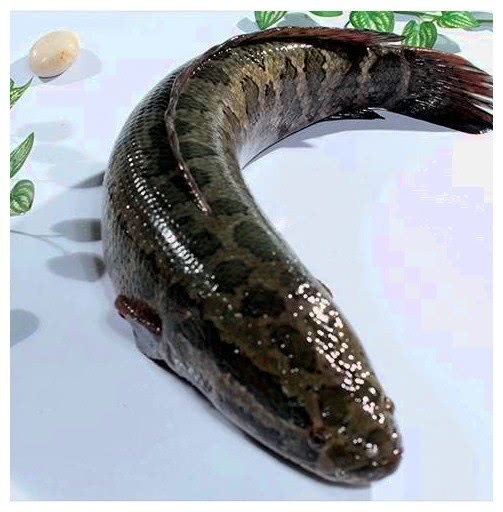 Why Snakehead fish? – Qing Lan