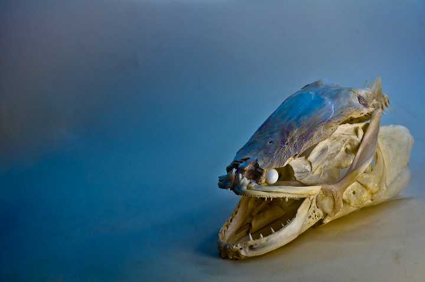 Why Snakehead fish? – Qing Lan