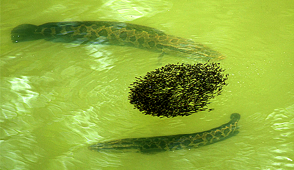 Why Snakehead fish? – Qing Lan